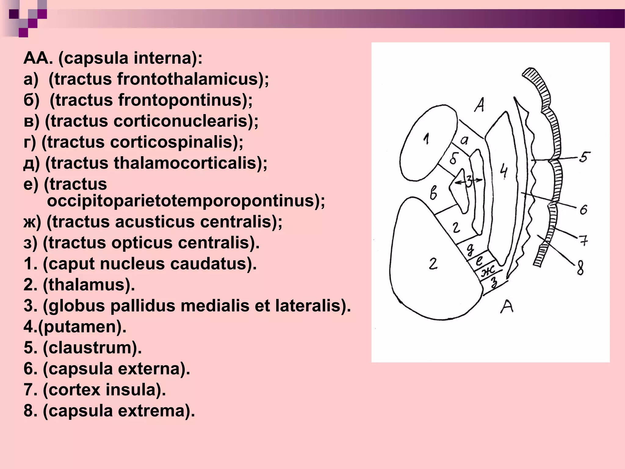 Nervous system terminal brain | PPT