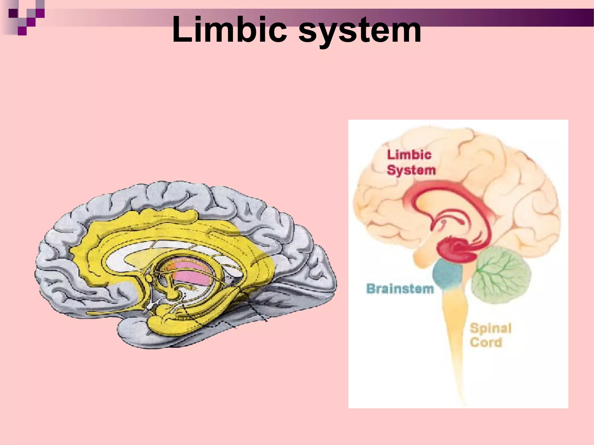 Nervous system terminal brain | PPT