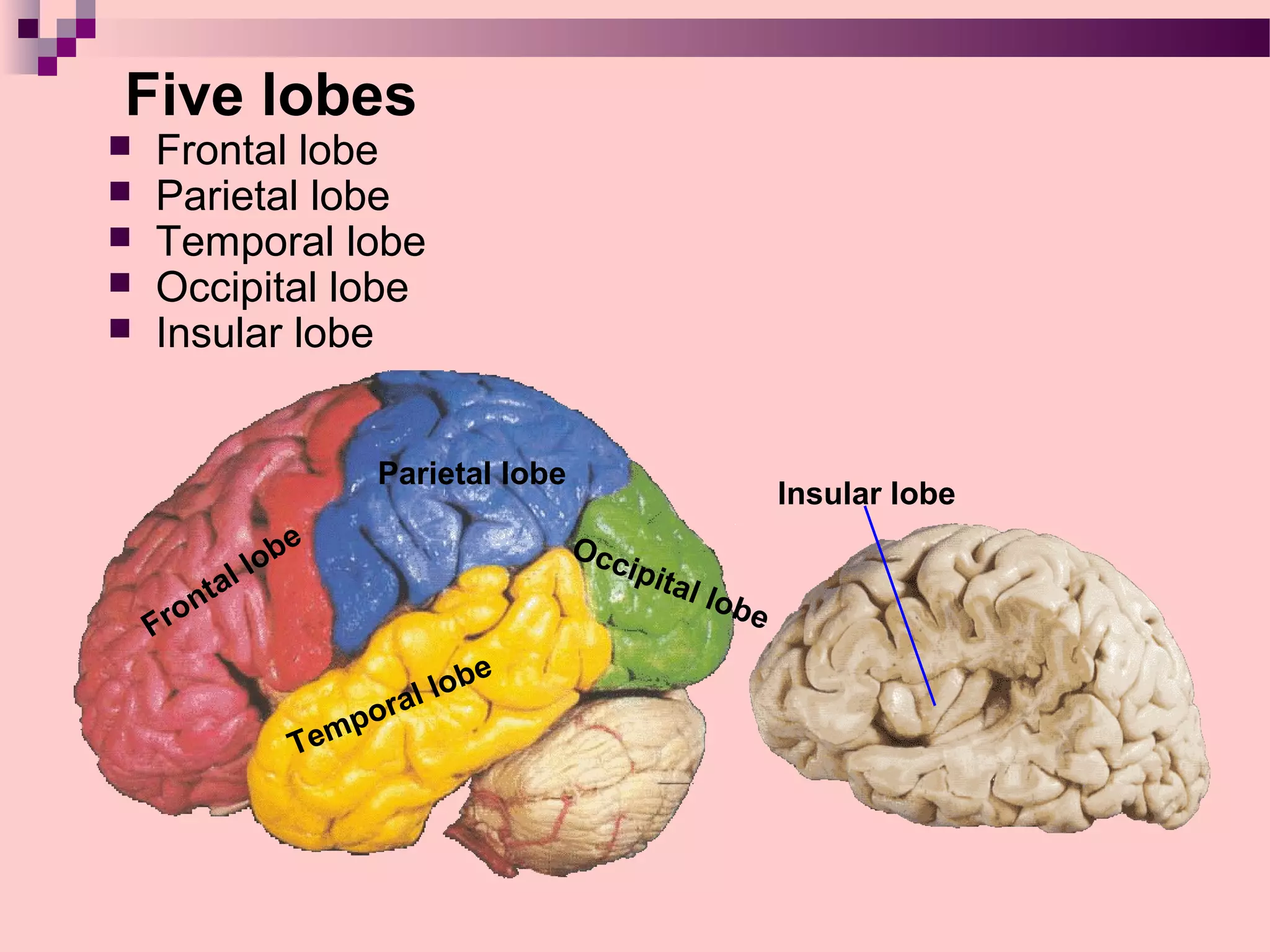 Nervous system terminal brain | PPT