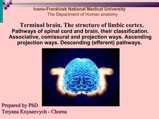 Nervous system terminal brain | PPT