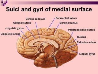 Nervous system terminal brain | PPT