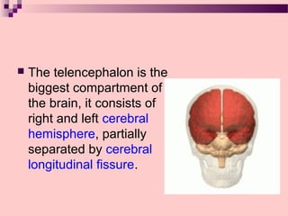 Nervous system terminal brain | PPT