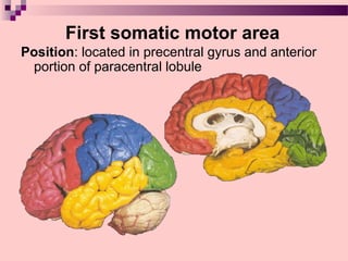 Nervous system terminal brain | PPT