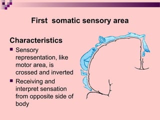 Nervous system terminal brain | PPT