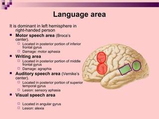 Nervous system terminal brain | PPT