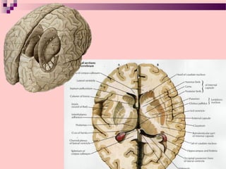 Nervous system terminal brain | PPT