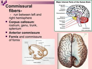Nervous system terminal brain | PPT