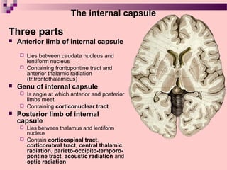 Nervous system terminal brain | PPT
