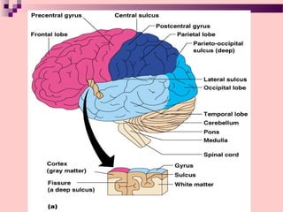 Nervous system terminal brain | PPT