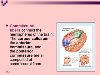 Nervous system terminal brain | PPT