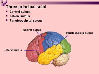 Nervous system terminal brain | PPT