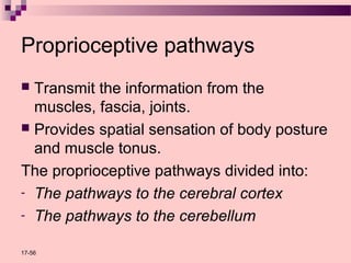 Nervous system terminal brain | PPT