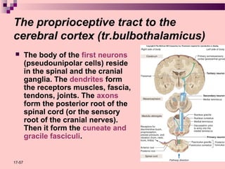 Nervous system terminal brain | PPT