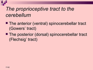 Nervous system terminal brain | PPT