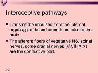 Nervous system terminal brain | PPT