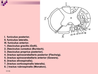Nervous system terminal brain | PPT