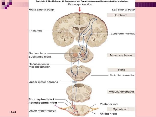 Nervous system terminal brain