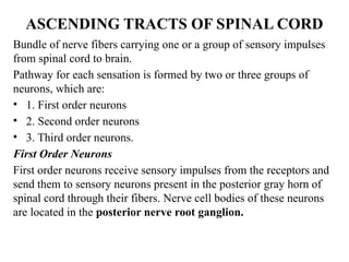 Comprehensive Overview of Spinal Cord Tracts and Their Functions | PPTX