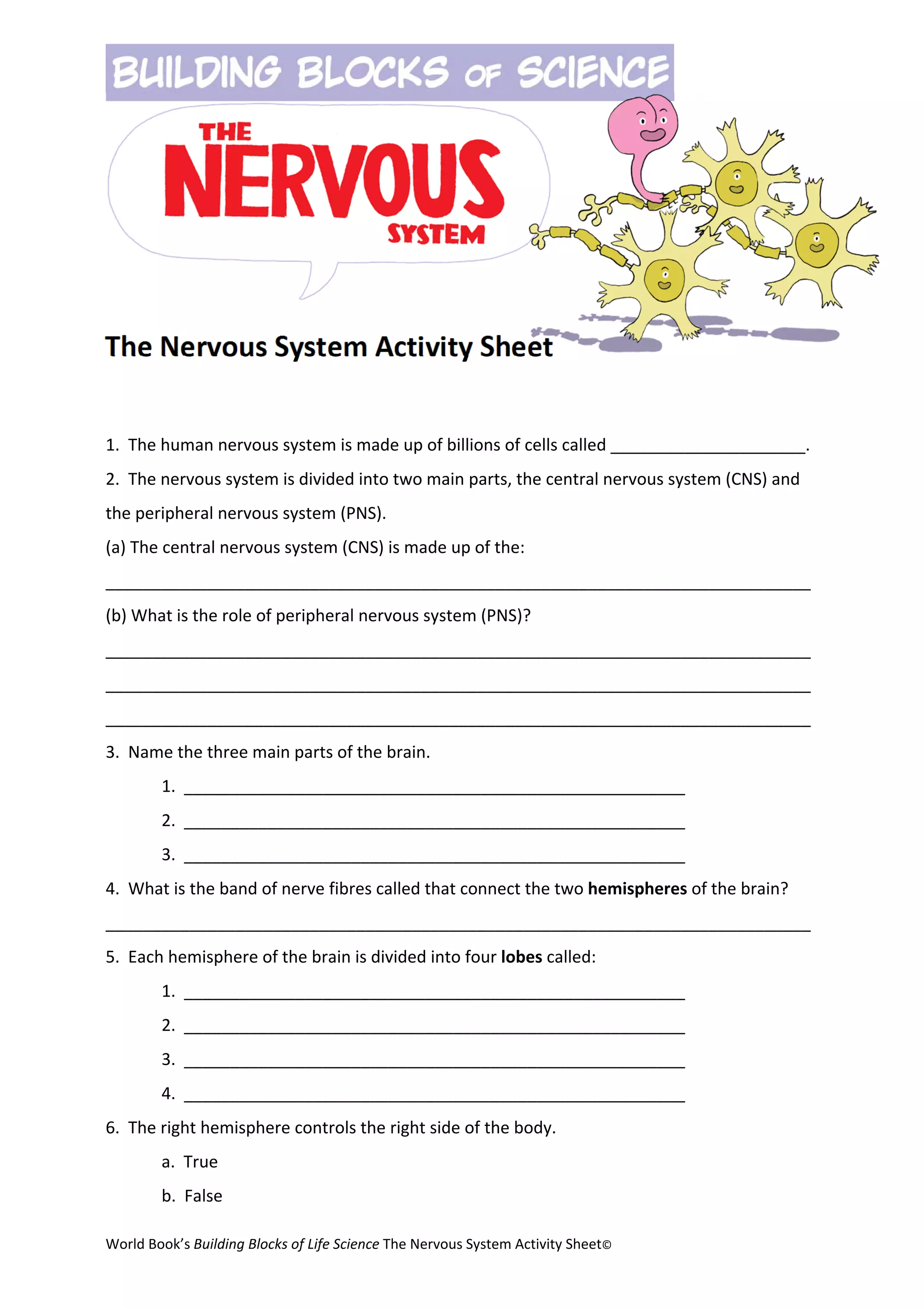 NervousSystemActivitySheet.pdf