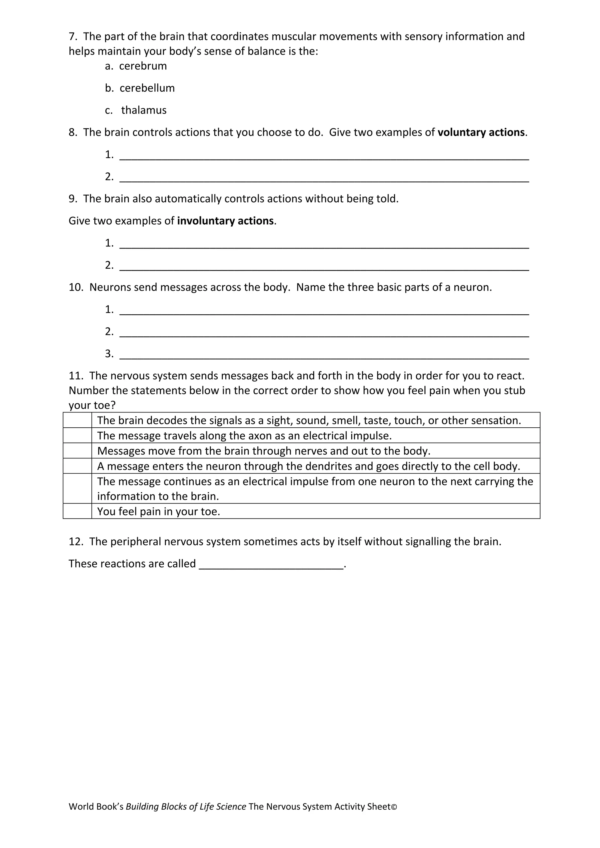 NervousSystemActivitySheet.pdf