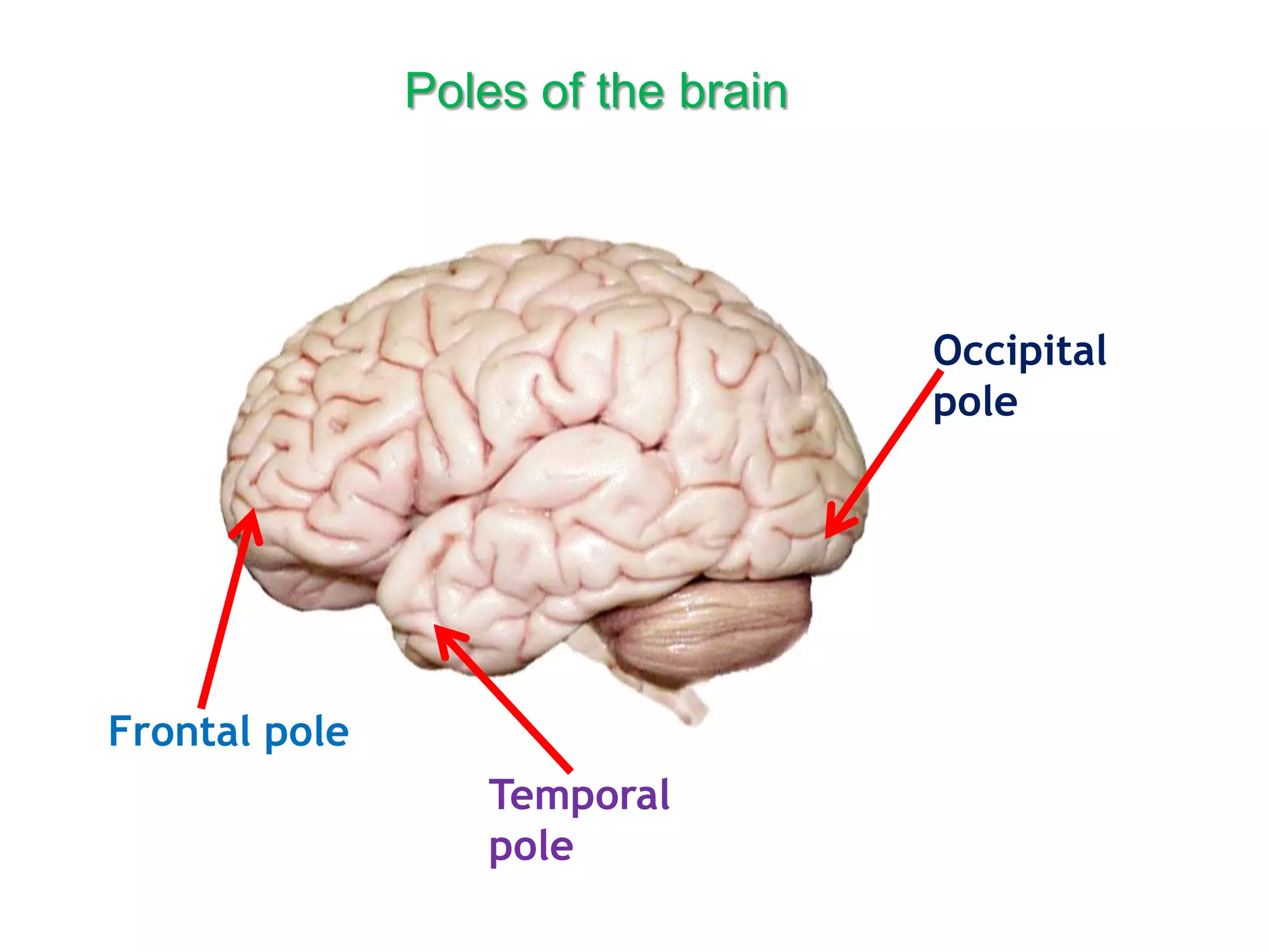 Nervous system anatomy | PPTX