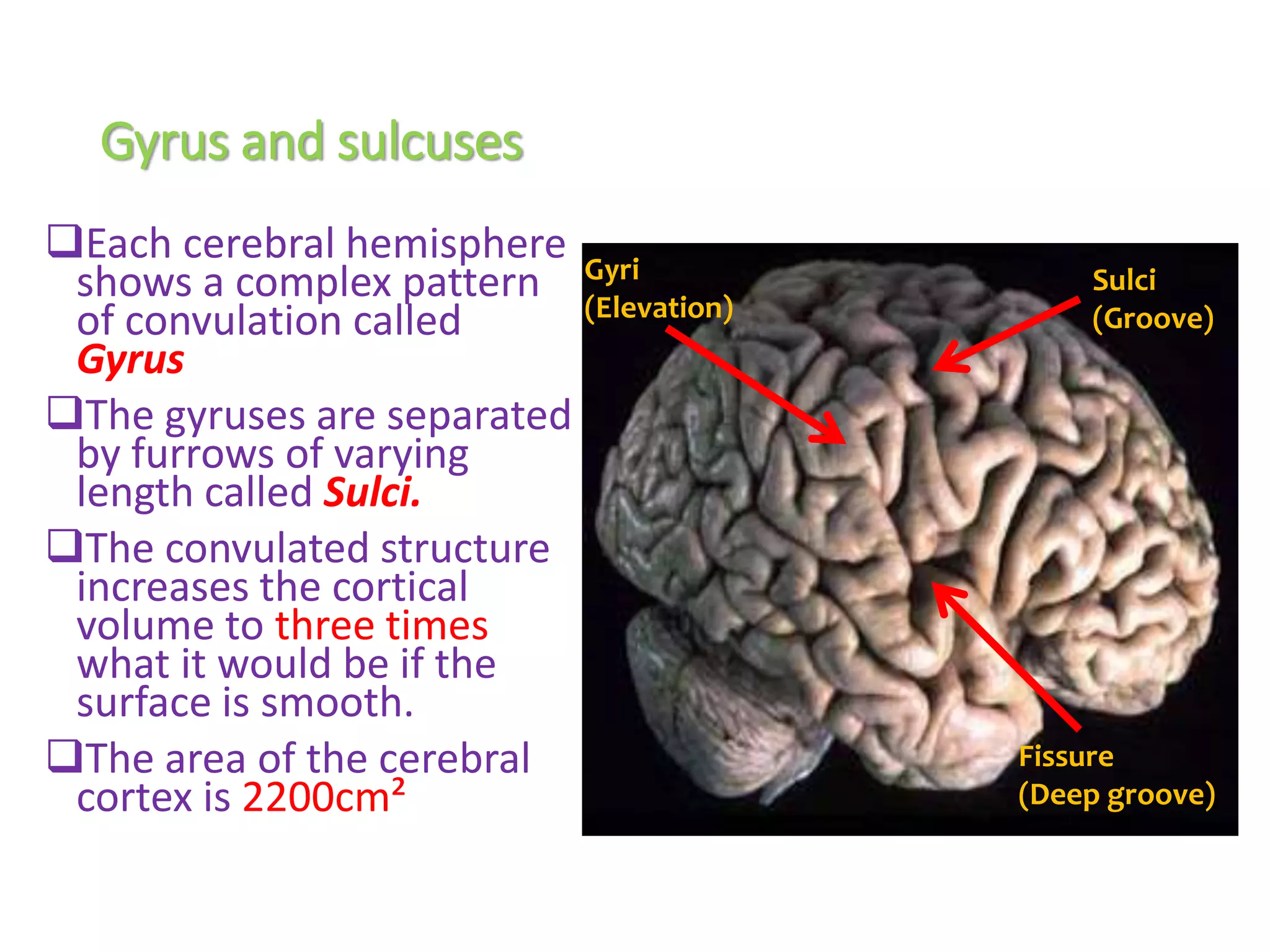 Nervous system anatomy | PPTX