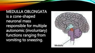 Nervous system and its major parts (lesson 6) | PPTX | Brain and ...