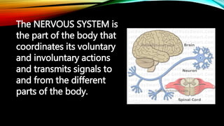 Nervous system and its major parts (lesson 6) | PPTX