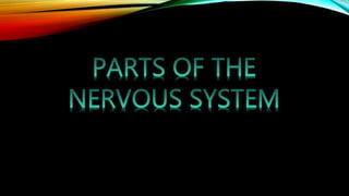 Nervous system and its major parts (lesson 6) | PPTX