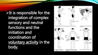 Nervous system and its major parts (lesson 6) | PPTX
