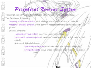 Nervous system and sense organs | PPT