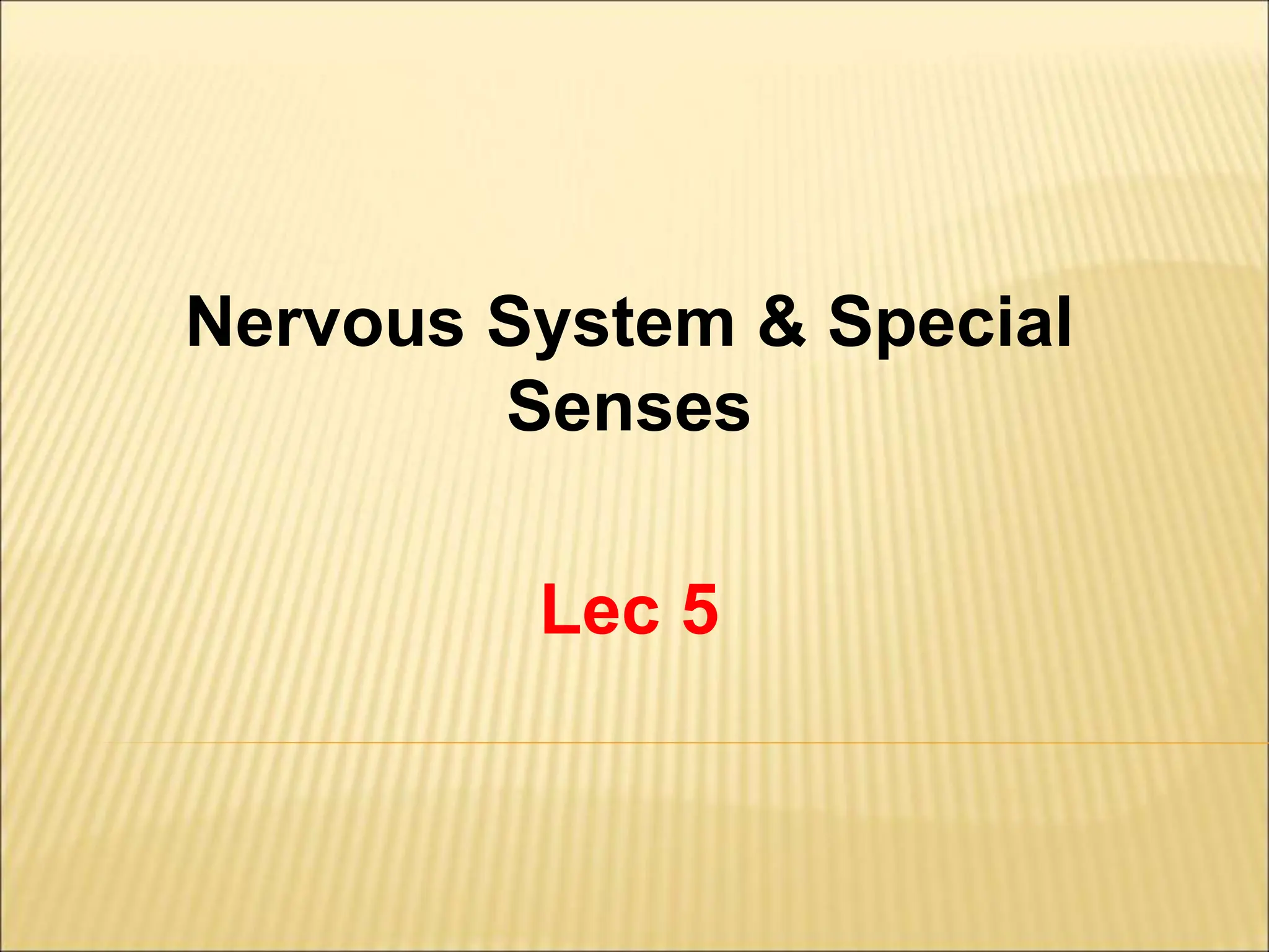 Nervous System and Senses, Lec5.ppt