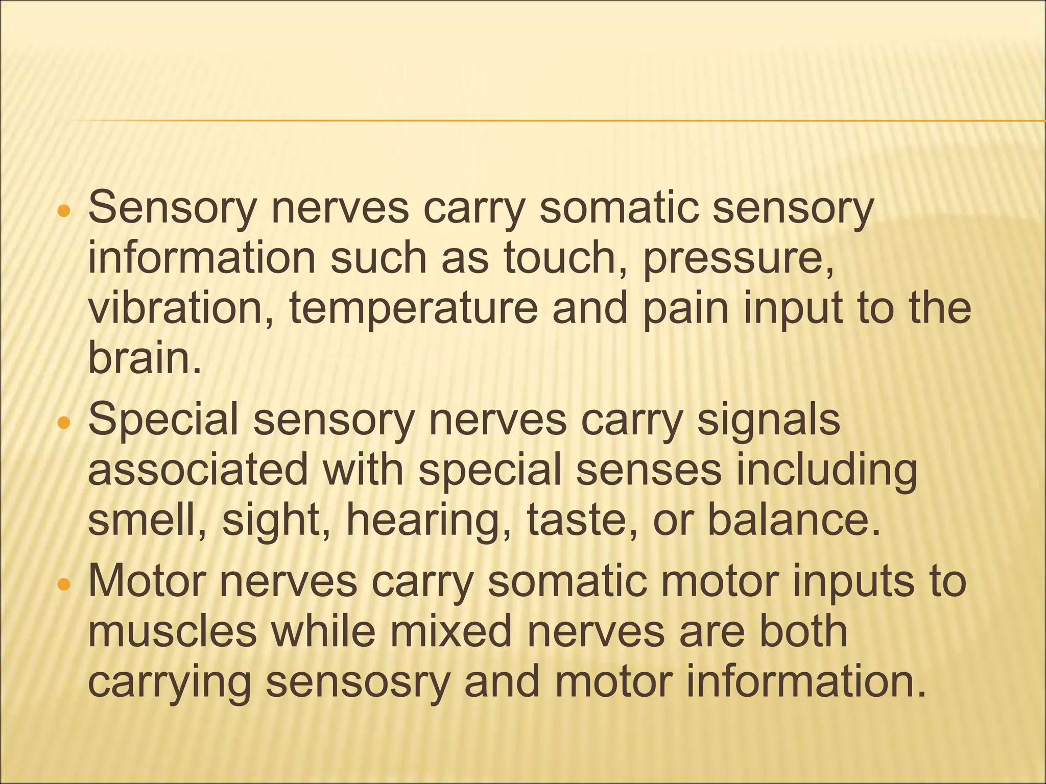 Nervous System and Senses, Lec5.ppt