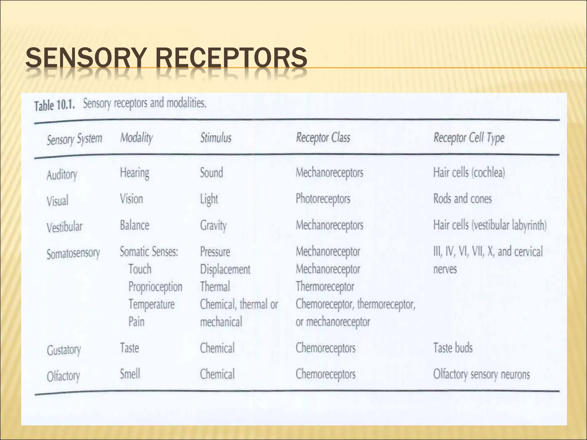 Nervous System and Senses, Lec5.ppt