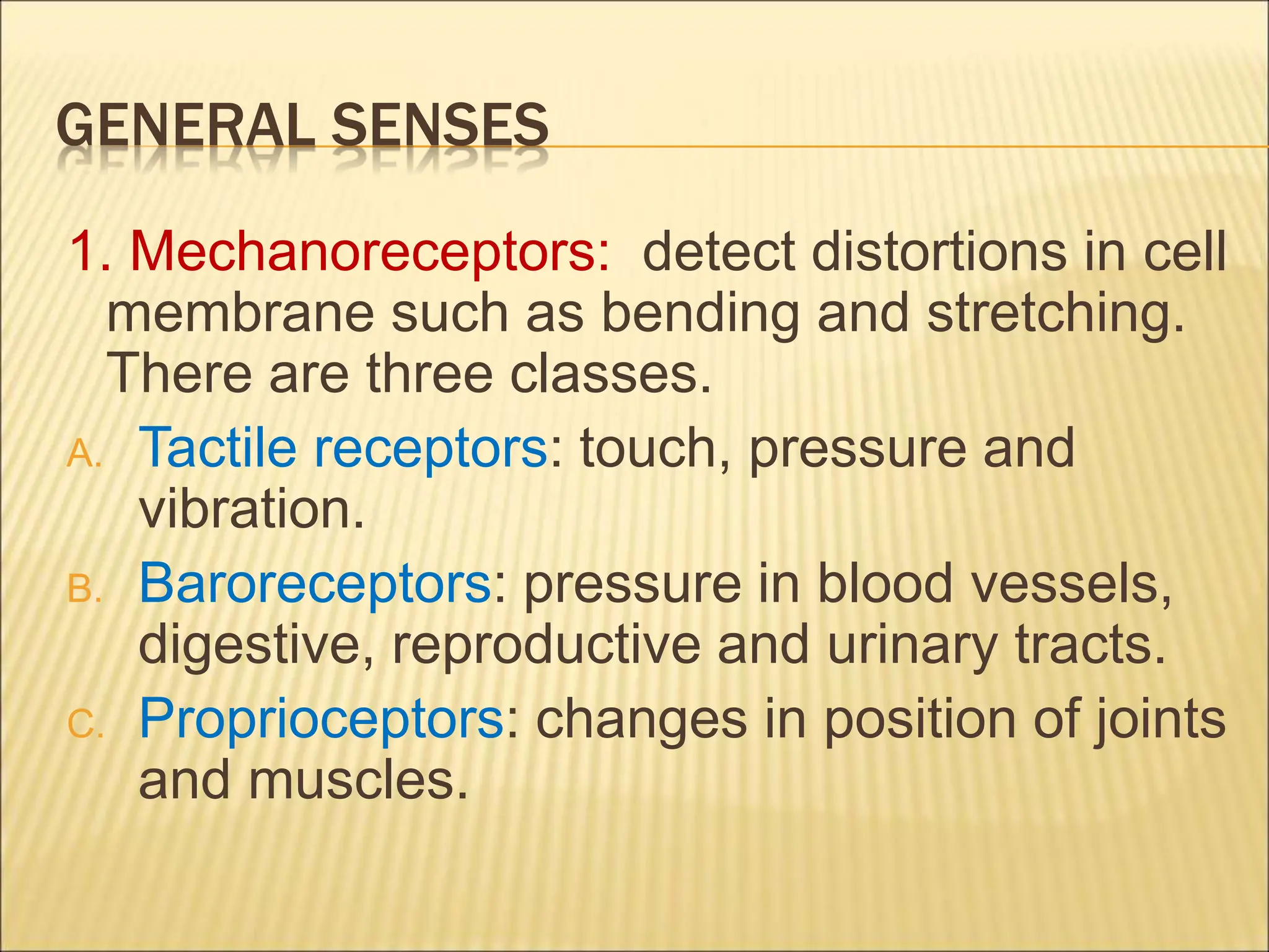 Nervous System and Senses, Lec5.ppt