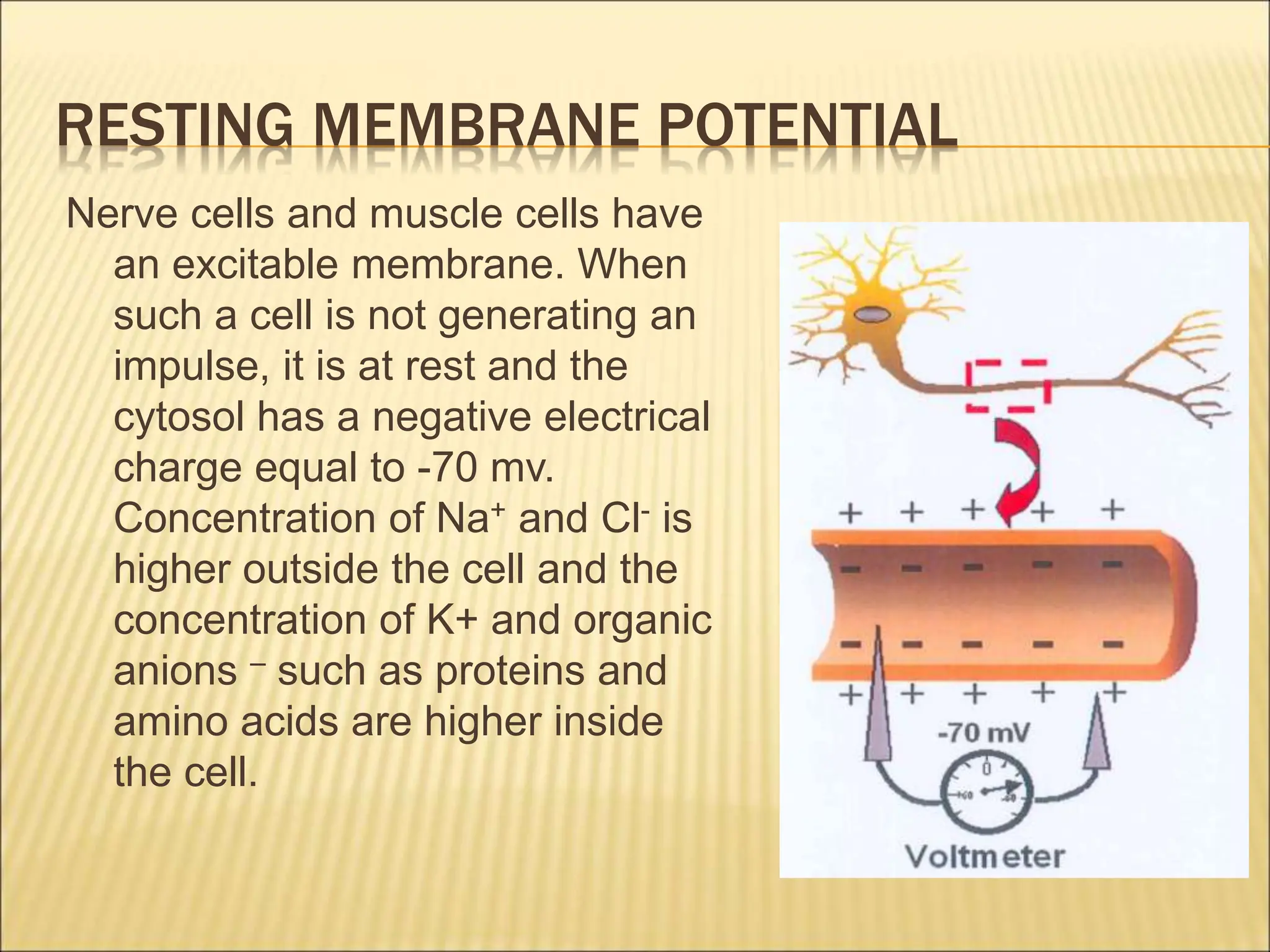 Nervous System and Senses, Lec5.ppt