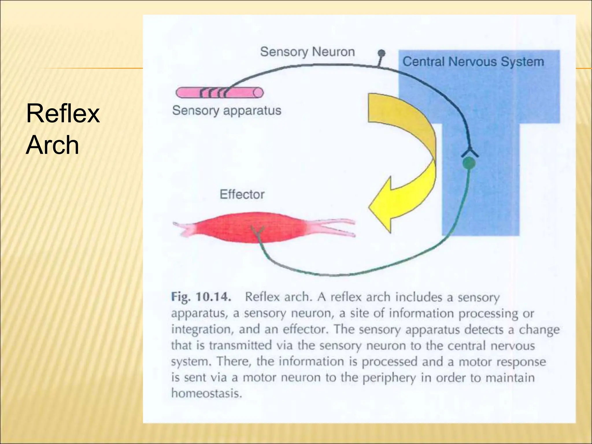 Nervous System and Senses, Lec5.ppt