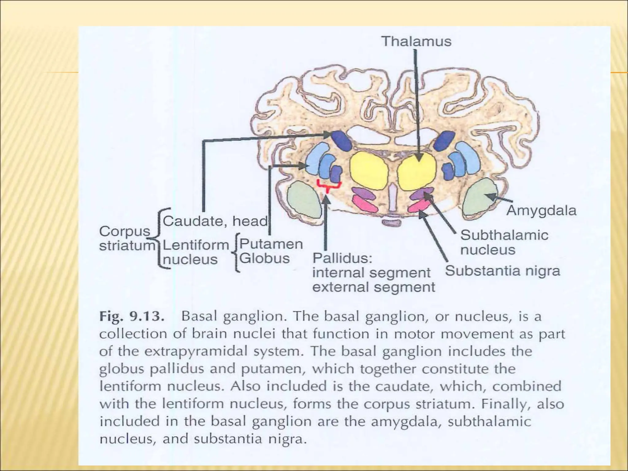 Nervous System and Senses, Lec5.ppt