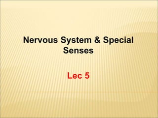Nervous System and Senses, Lec5.ppt
