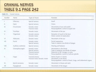 Nervous System and Senses, Lec5.ppt