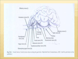 Nervous System and Senses, Lec5.ppt
