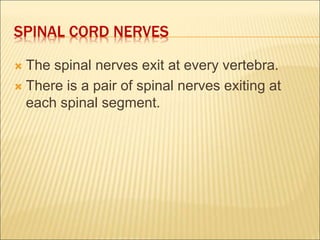 Nervous System and Senses, Lec5.ppt