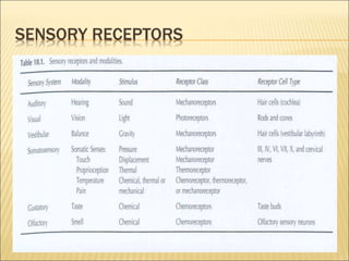 Nervous System and Senses, Lec5.ppt