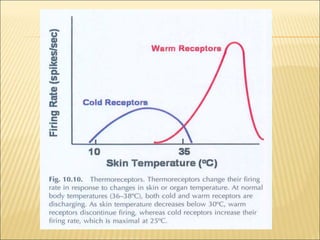 Nervous System and Senses, Lec5.ppt