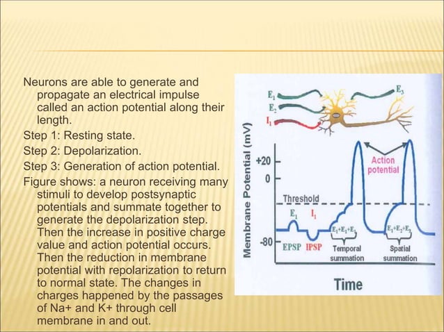 Nervous System and Senses, Lec5.ppt