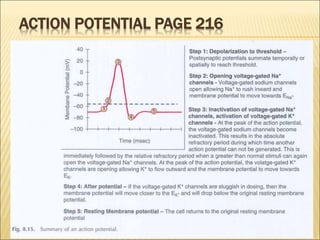 Nervous System and Senses, Lec5.ppt