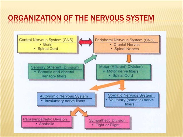 Nervous System and Senses, Lec5.ppt