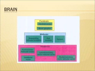 Nervous System and Senses, Lec5.ppt