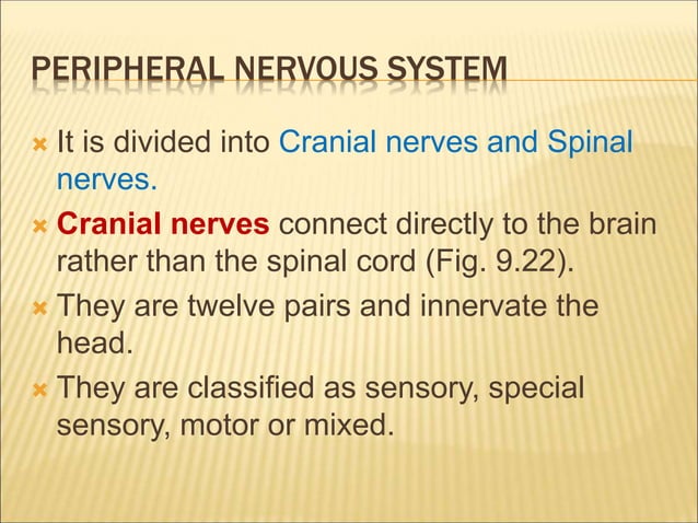 Nervous System and Senses, Lec5.ppt
