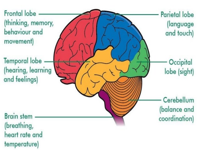 Nervous system and yogic application research